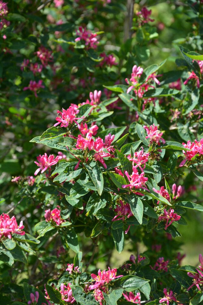 Kaunokuusama Lonicera Bella Zabelii | BAUHAUS